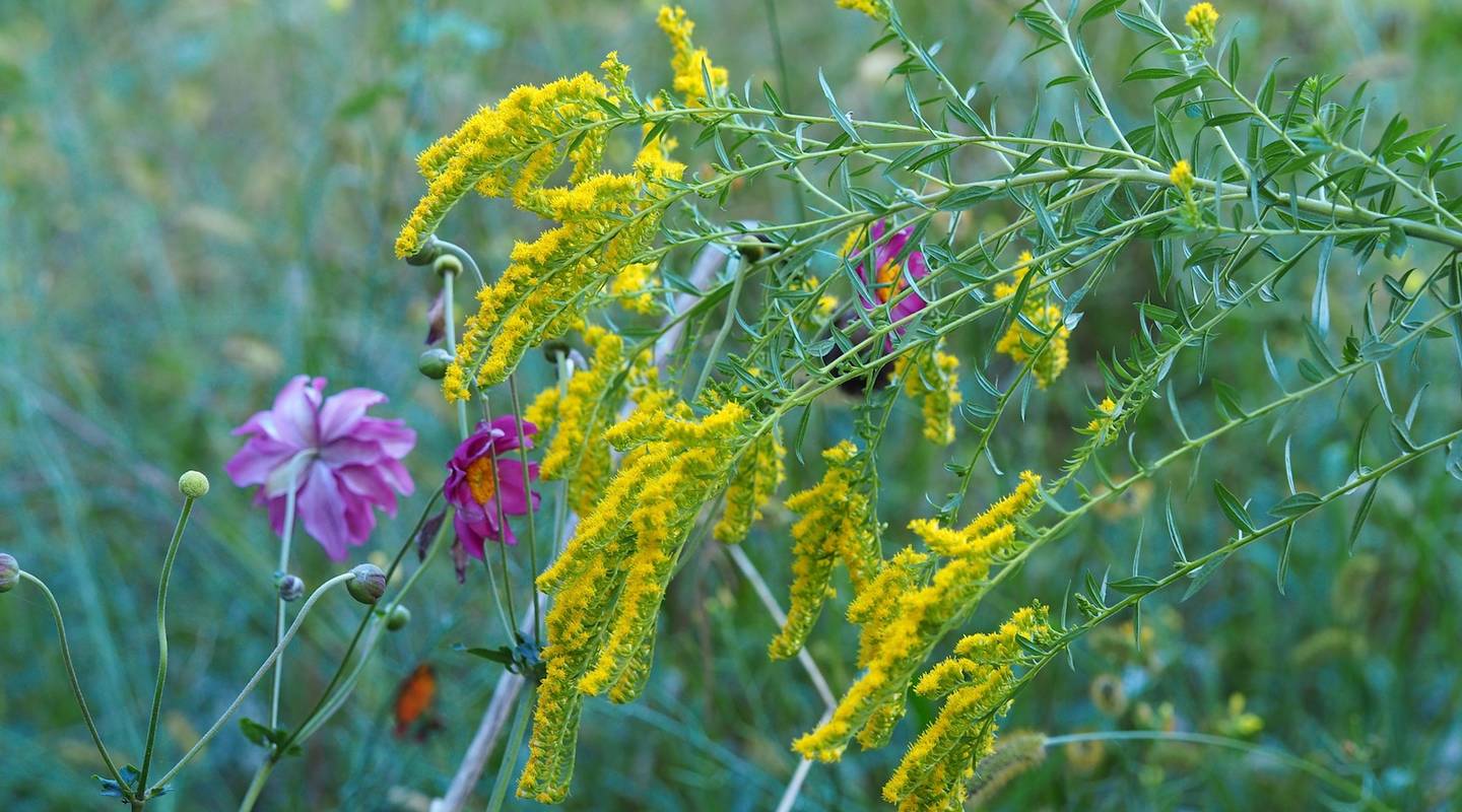 Invasive Neophyten bedrohen heimische Arten | Pro Natura Thurgau